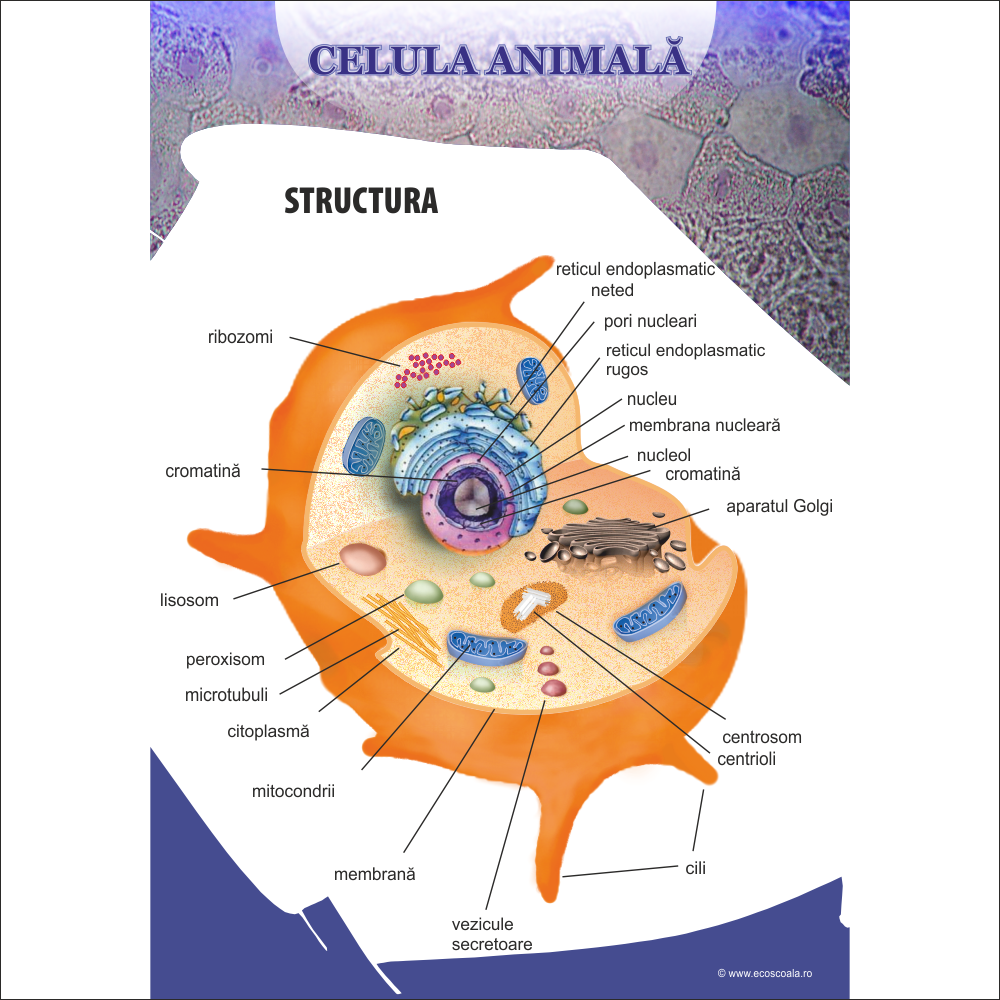 Celula Animala Desen