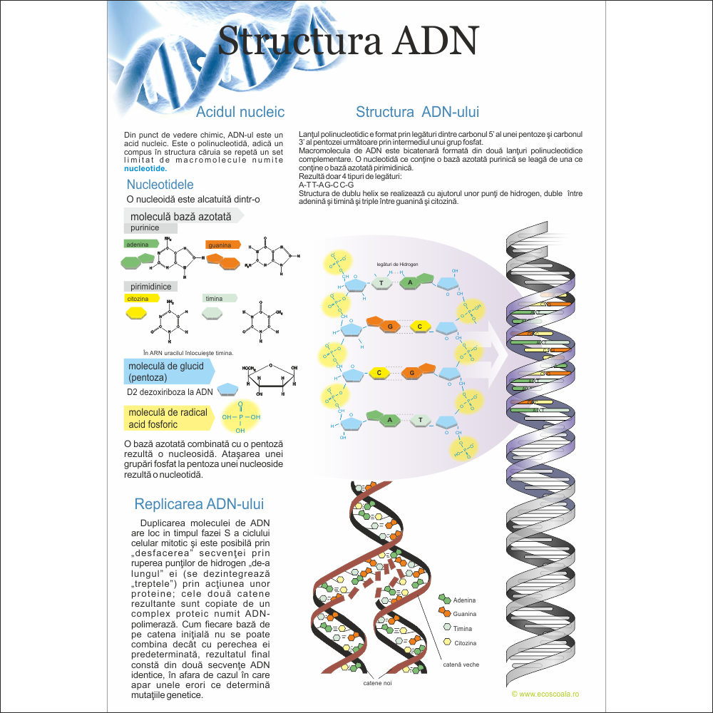 alfabetare.ro - Structura ADN