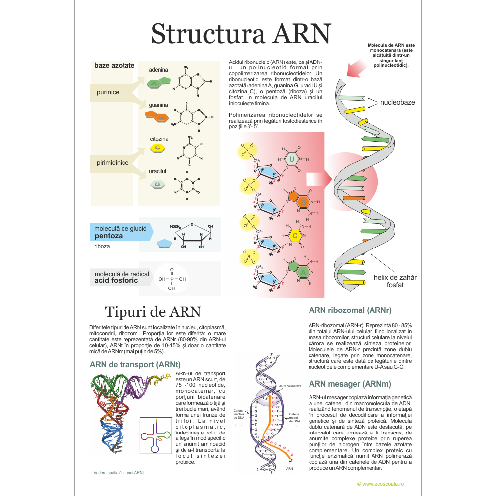 alfabetare.ro - Structura ARN