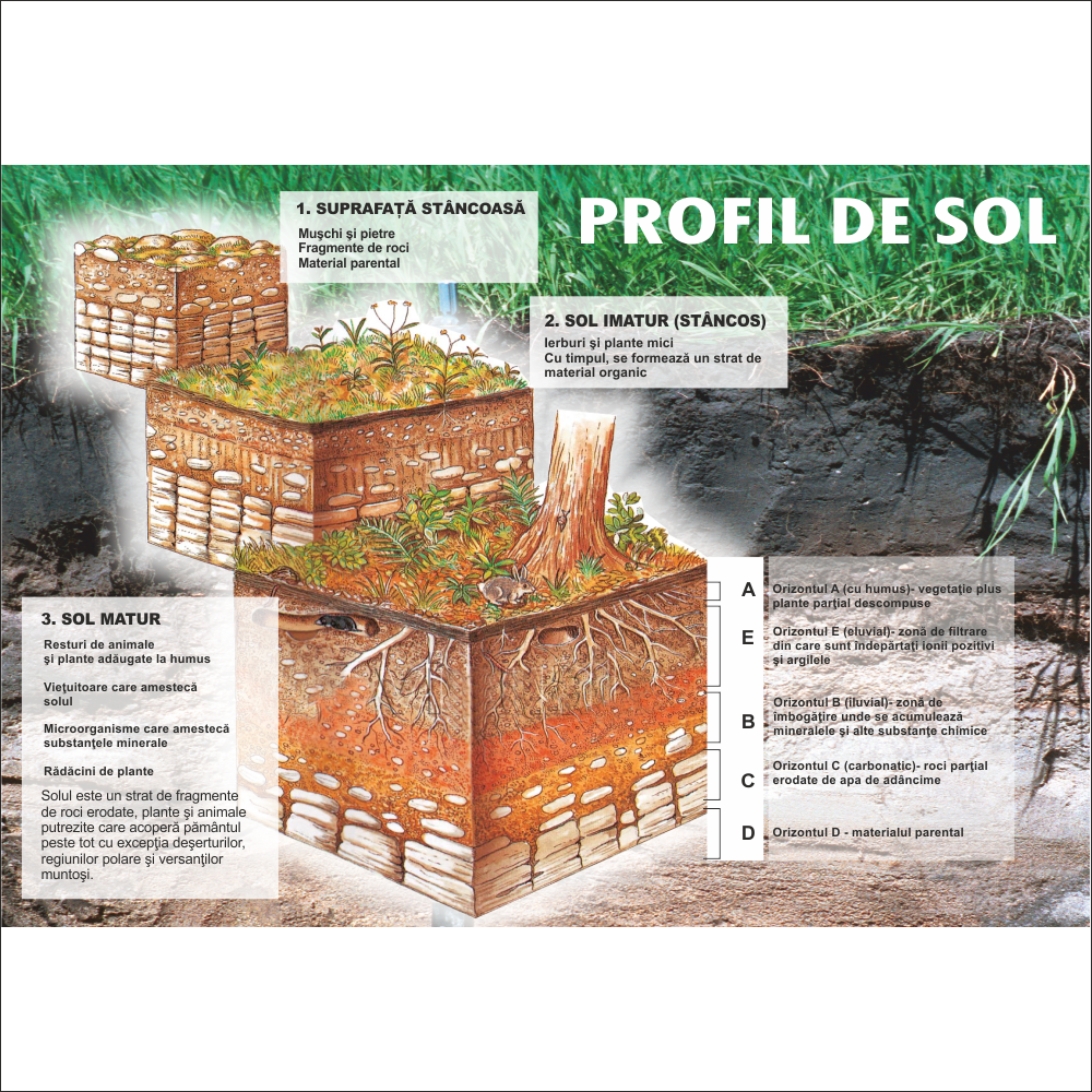 alfabetare.ro - Profil de sol