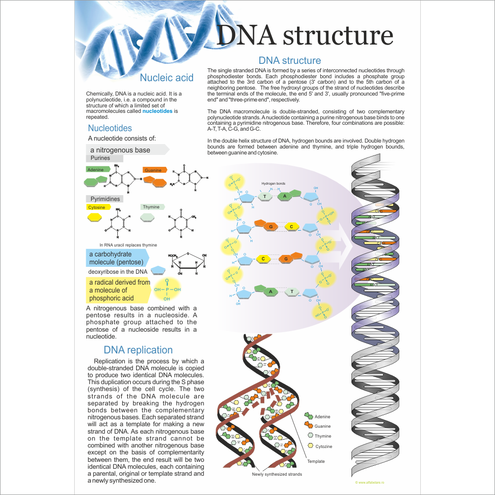 alfabetare.ro - Structura ADN