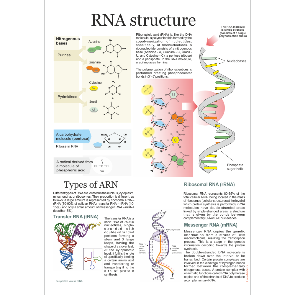 alfabetare.ro - Structura ARN